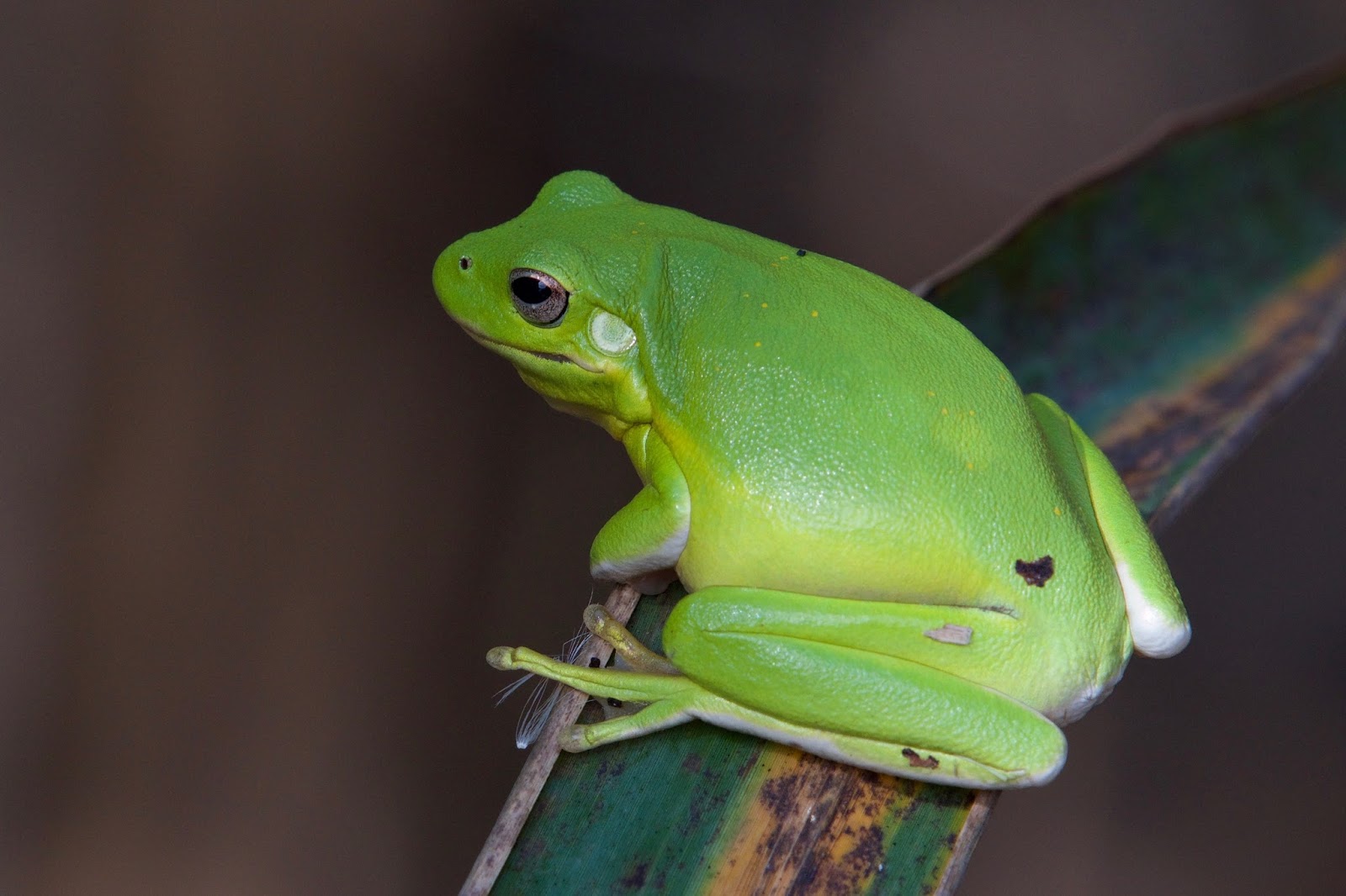 Naturfoto Einar Hugnes: USA 4: Grønn frosk og spennende småfugler i ...