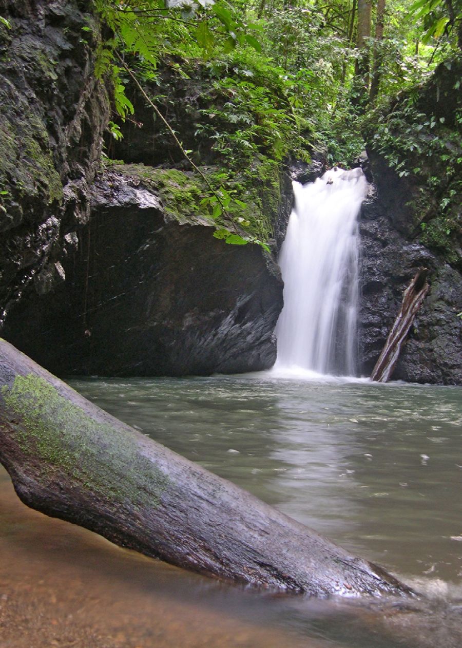 ECOSISTEMAS DE COSTA RICA: SELVA ALTA DE MESETA ONDULADA