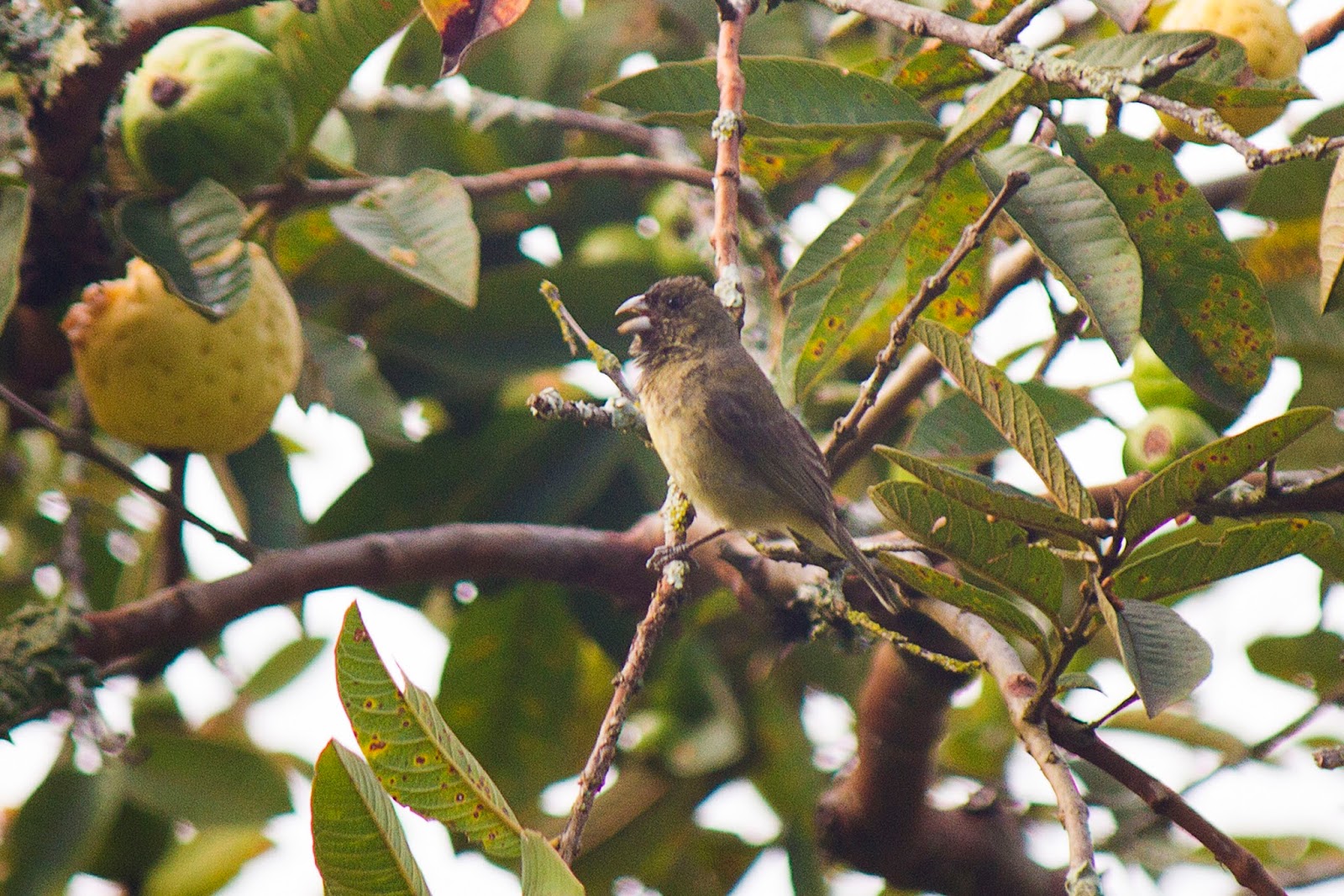 Avistamientos de Aves en Silvanìa (Cundinamarca - Colombia)