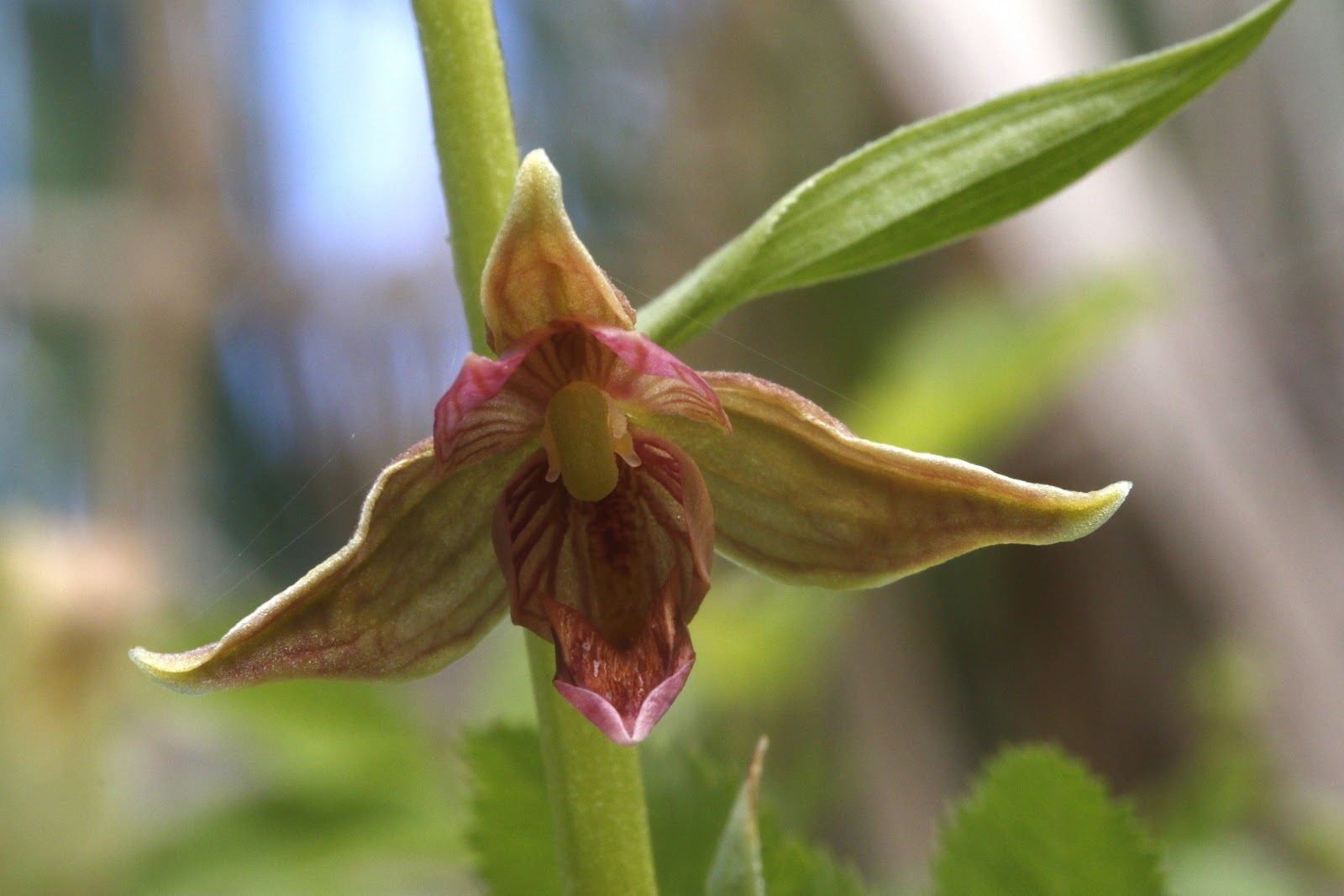 Native Orchids of the Pacific Northwest and the Canadian Rockies: 2018