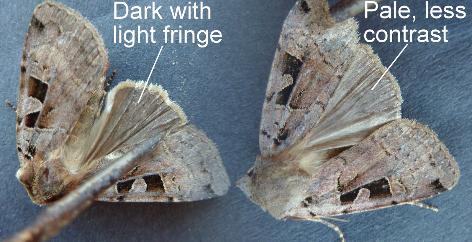 The Trappings of Success: Double Square-spot vs. Triple-spotted Clay