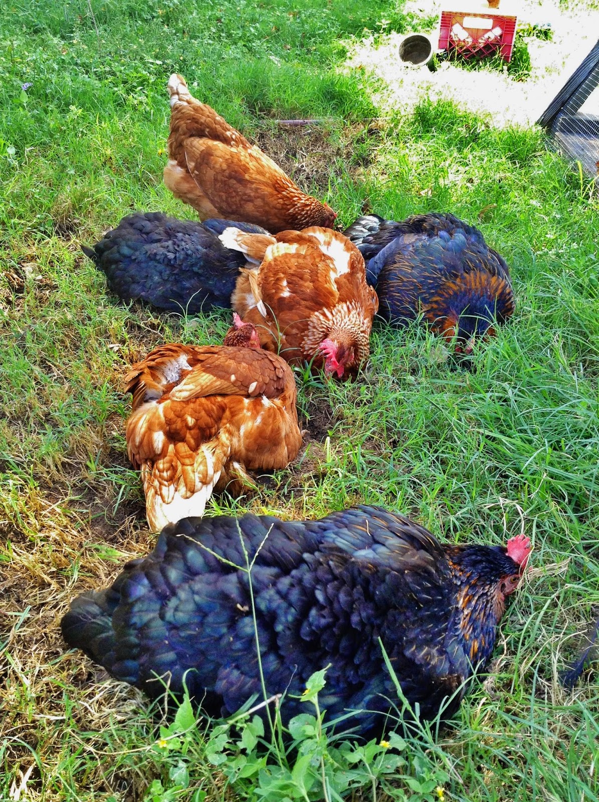 Homestead Houston: My First Hens- A throwback