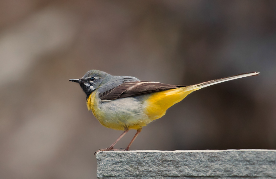 Ottar`s fotoblogg, fugler dyr og natur: Vintererle (Motacilla cinerea ...