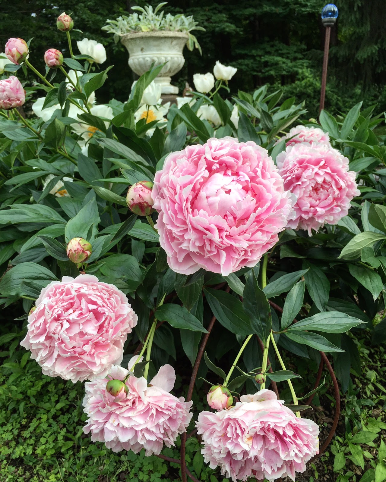 Content in a Cottage: My Peonies This Year (2017)
