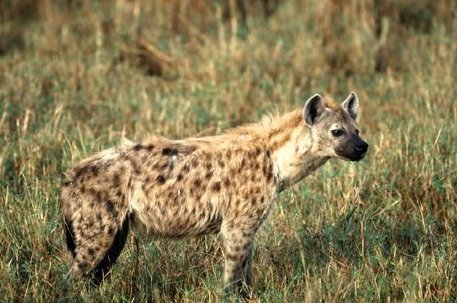 Il mondo del sapere per grandi e piccini: La Iena Maculata