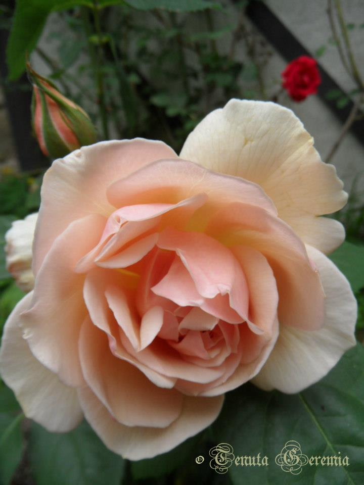 ~ My little old world ~ gardening, home, poetry and everything romantic ...