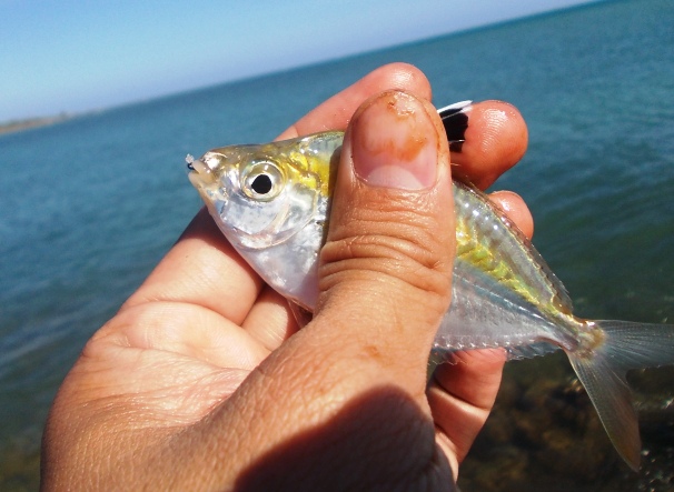 Sensasi Mancing Negeg Baronang di Madura - Pemancing Punya Cerita Sensasi Mancing Negeg Baronang di Madura - Pemancing Punya Cerita