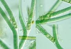 Cyanophyceae (Alga Hijau- Biru) ( Ordo Hormogonales): “ Cyanophyceae ...