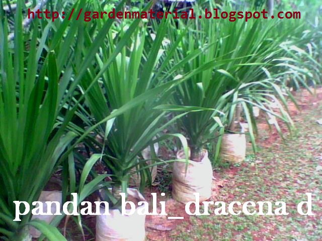 MENGENAL HAMA TANAMAN: pandan bali