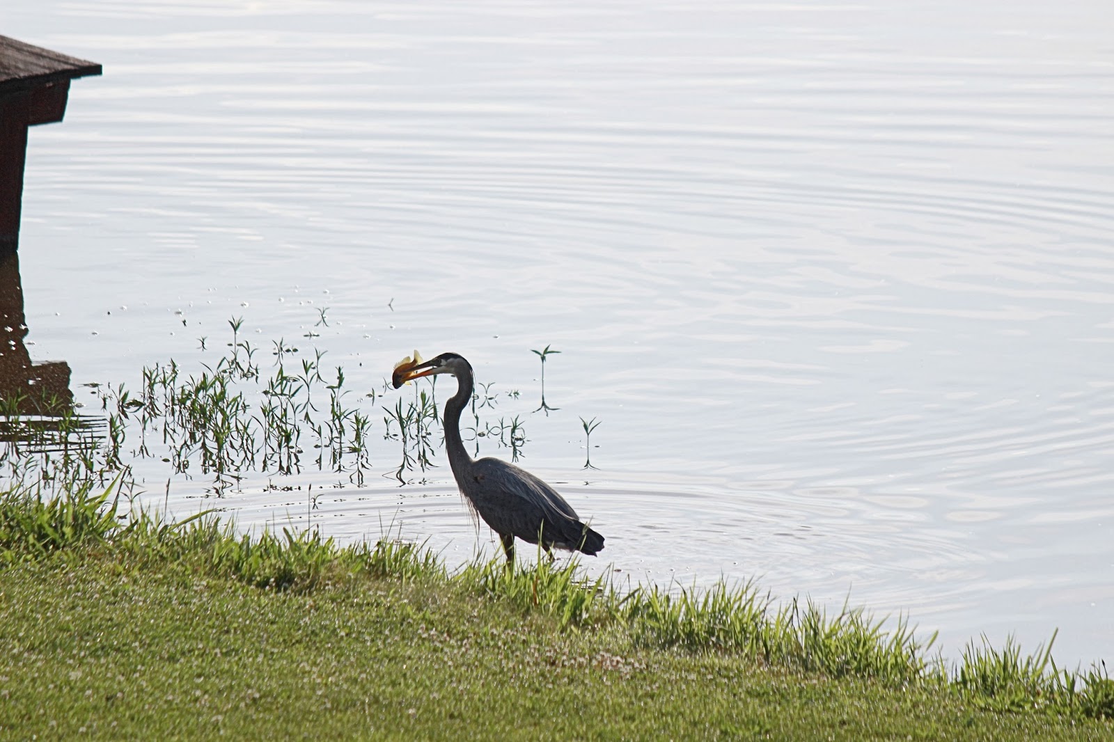 Crane Catching A Fish - 8 Photos