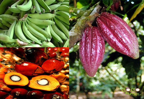 Coco Herbs: Beneficios del Jabón Negro Africano