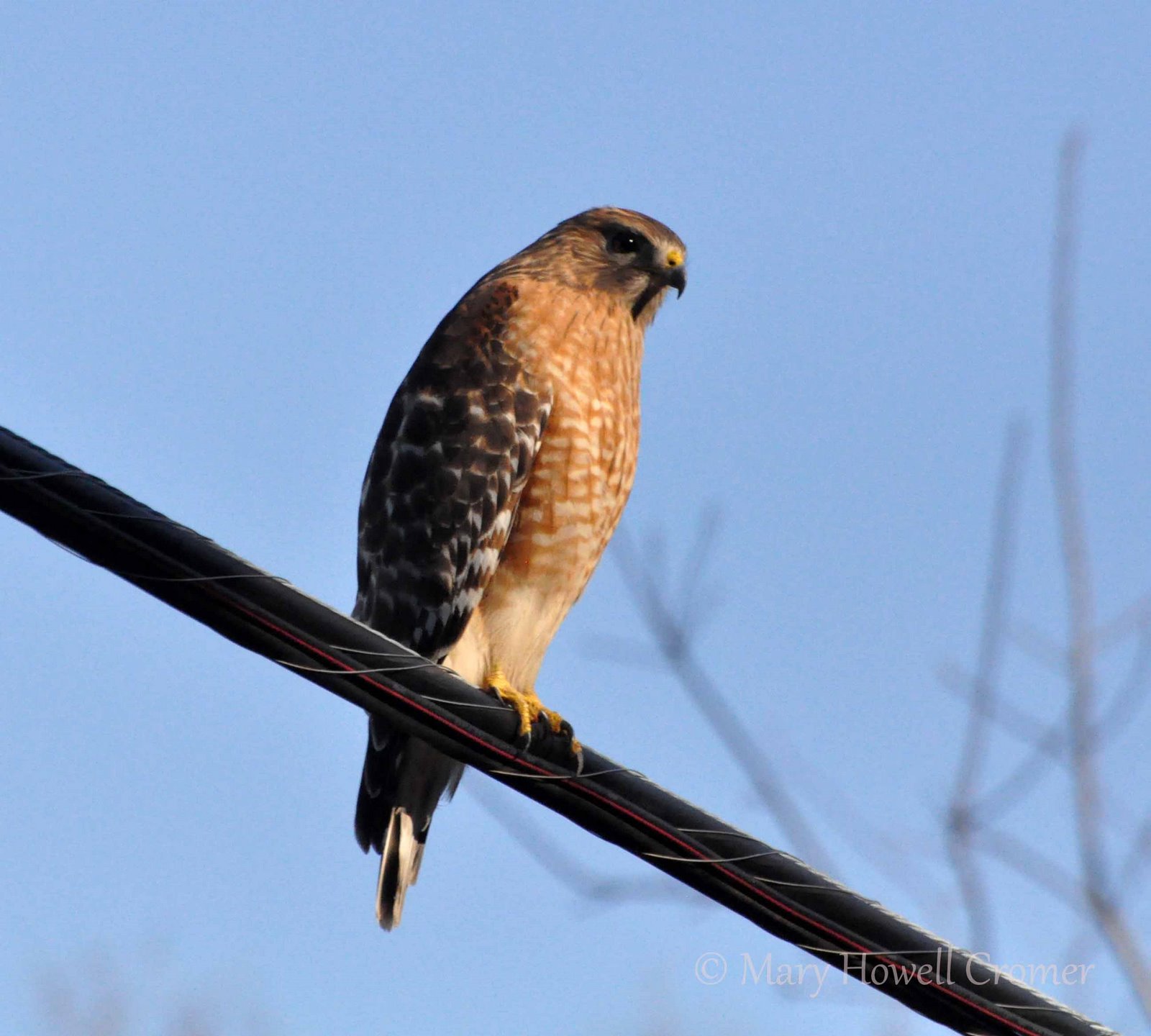 Red-shouldered Hawks of Tingsgrove and Beyond: Red-Shouldered Hawk for ...