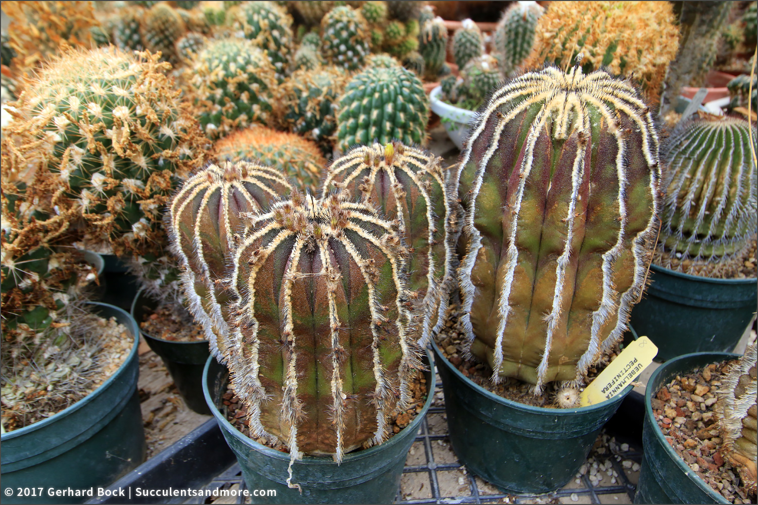 Field trip to Poot's Cactus Nursery (part 1)