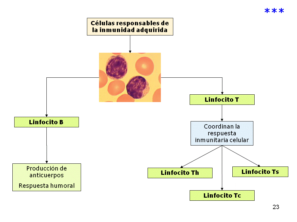 Diferencia entre células T y B