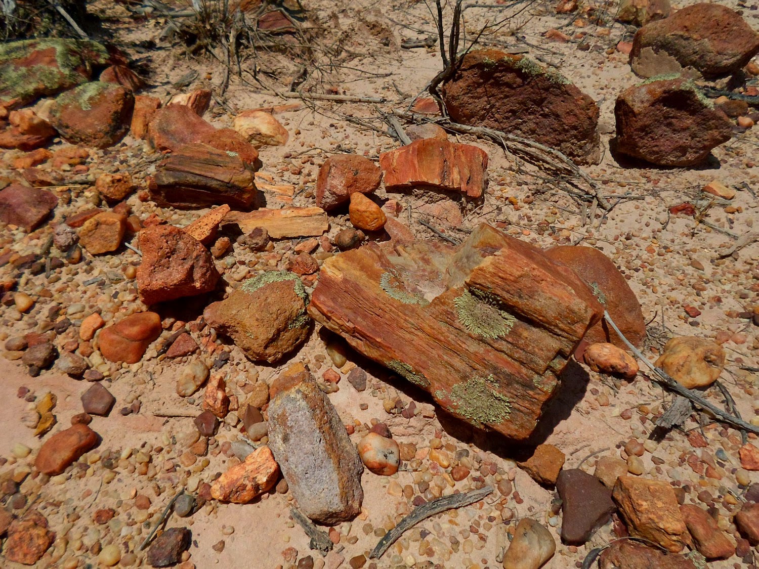 GIRO TOTAL: ÁRVORES PETRIFICADAS