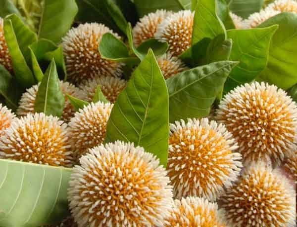 Cityscape Calcutta : Flowery Kadamba