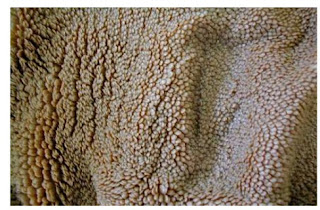 anatomy dan fungsi rumen pada ruminansia - Elinotes - Review By Eli ...