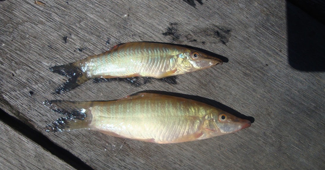 Botia Macan (Syncrossus hymenophysa)