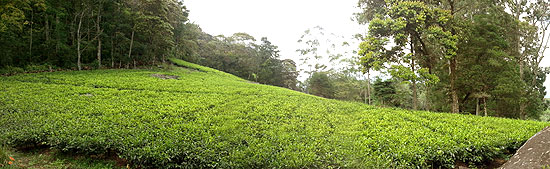 Sri Lanka Walk: Galaha: A Day's Sightseeing.