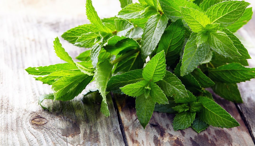 Peppermint: Health Benefits, Precautions - Herbal Medicine