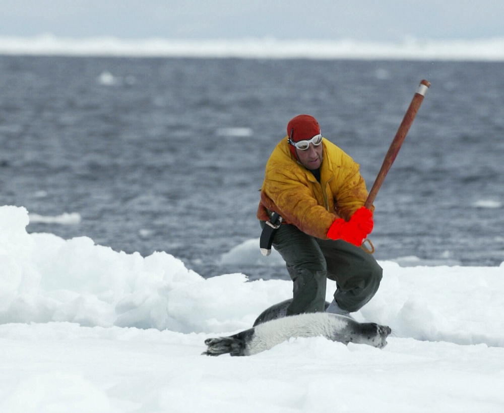 FOK BALIĞI RESİMLERİ-Manzaralar