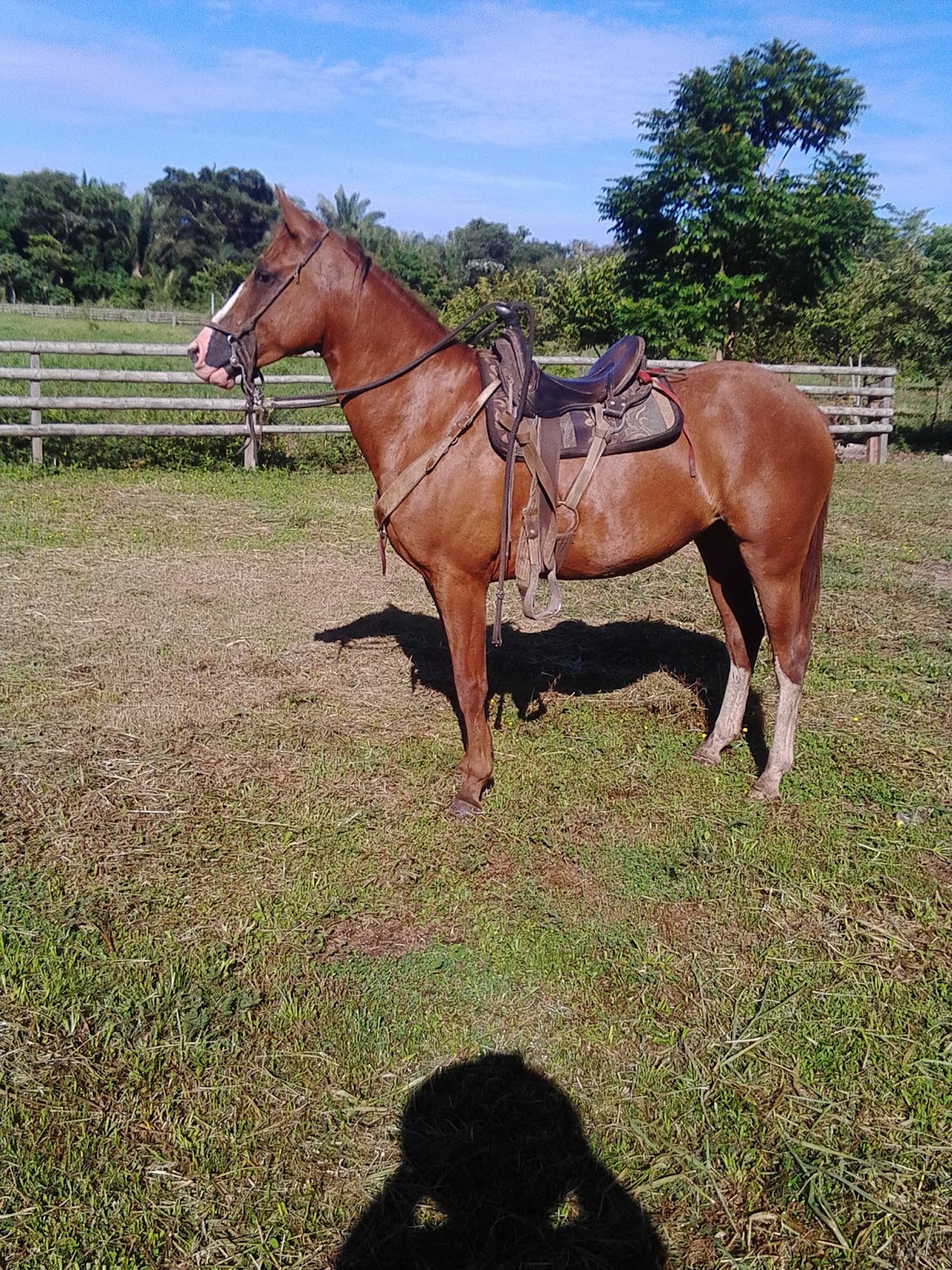 Vida Llanera: Características de un llanero