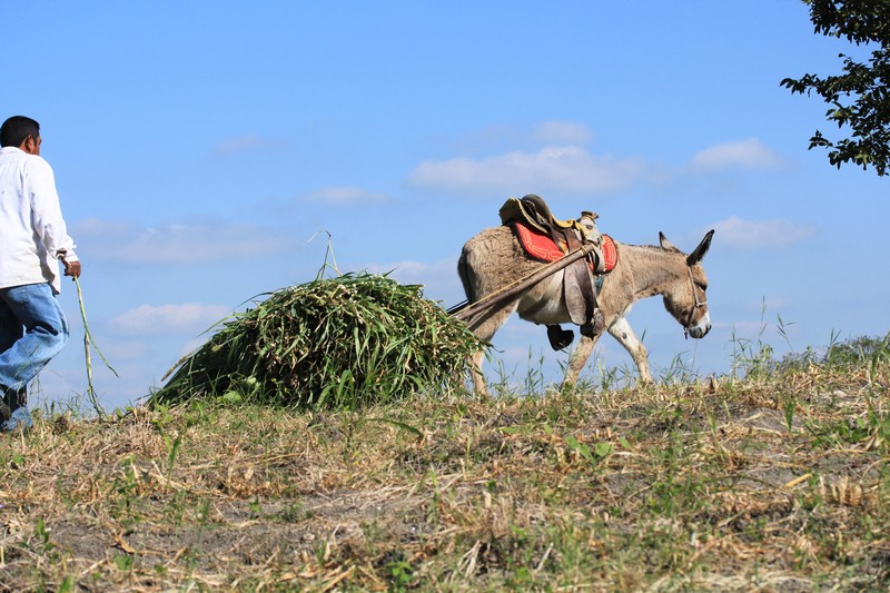 Maralfalfa Veracruz MEXICO: Maralfalfa en Veracruz Mexico