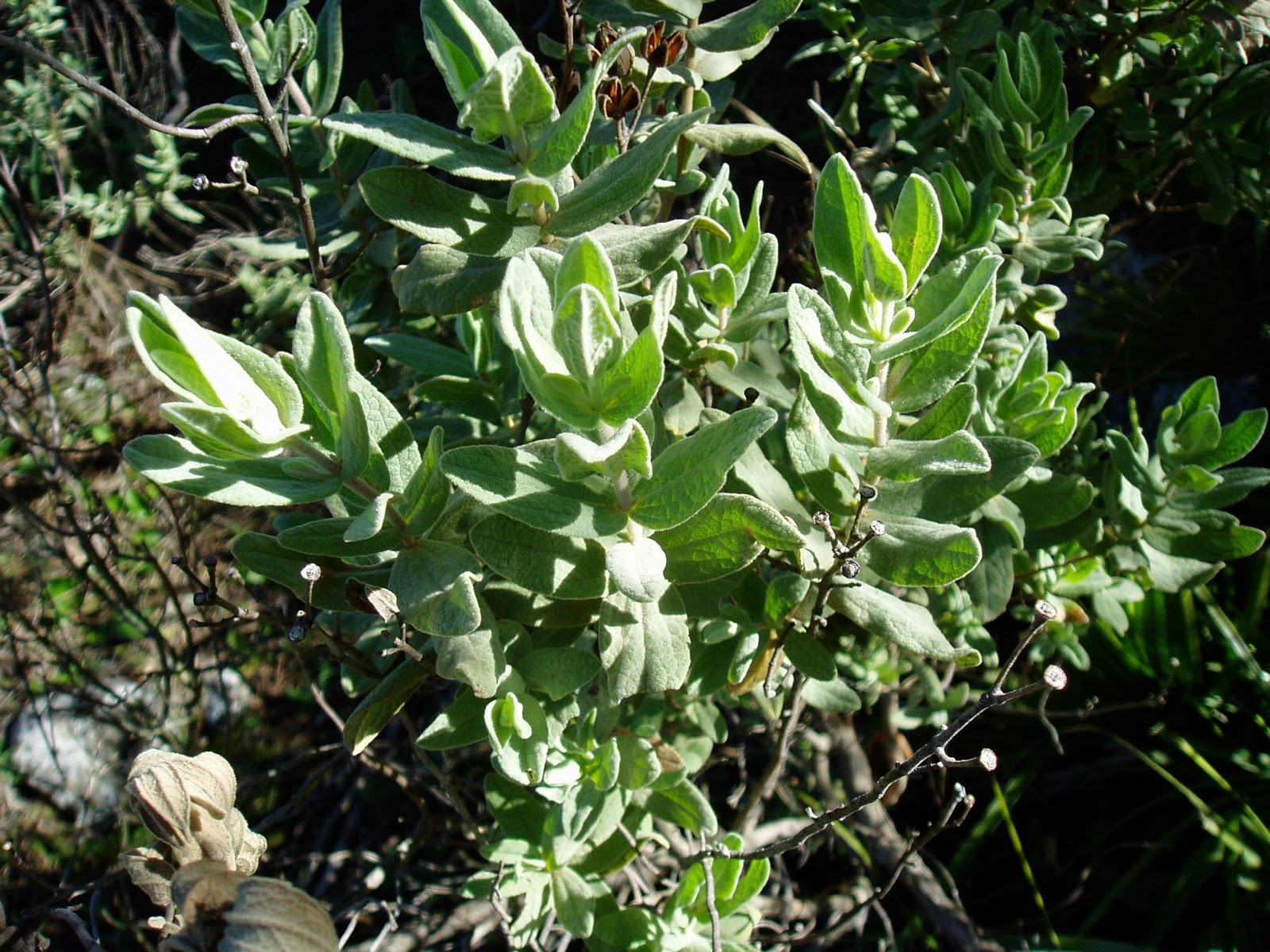 ALGUNAS PLANTAS MEDICINALES | Plantas rioMoros