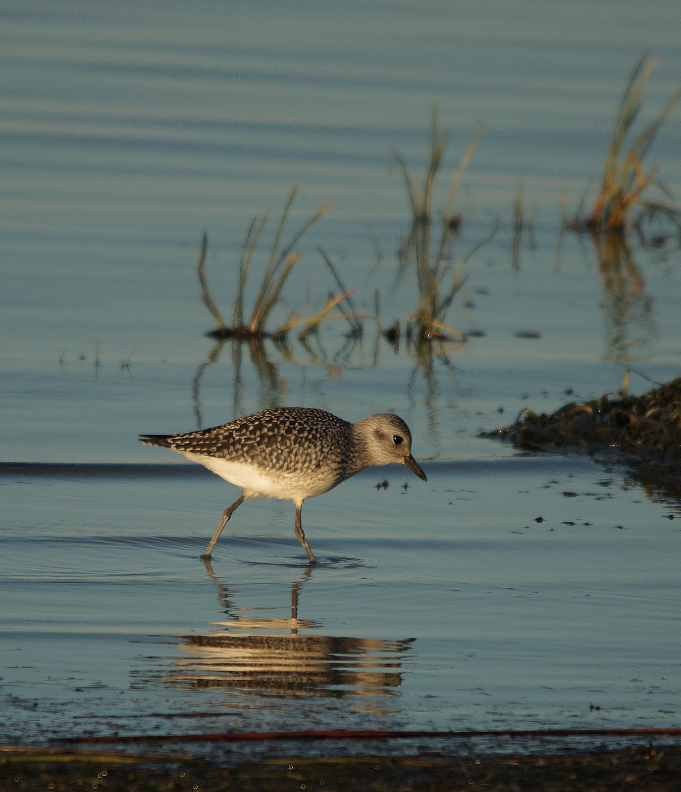 Hunting Digital Plumes in the US and Beyond: A Tale of Two Plovers