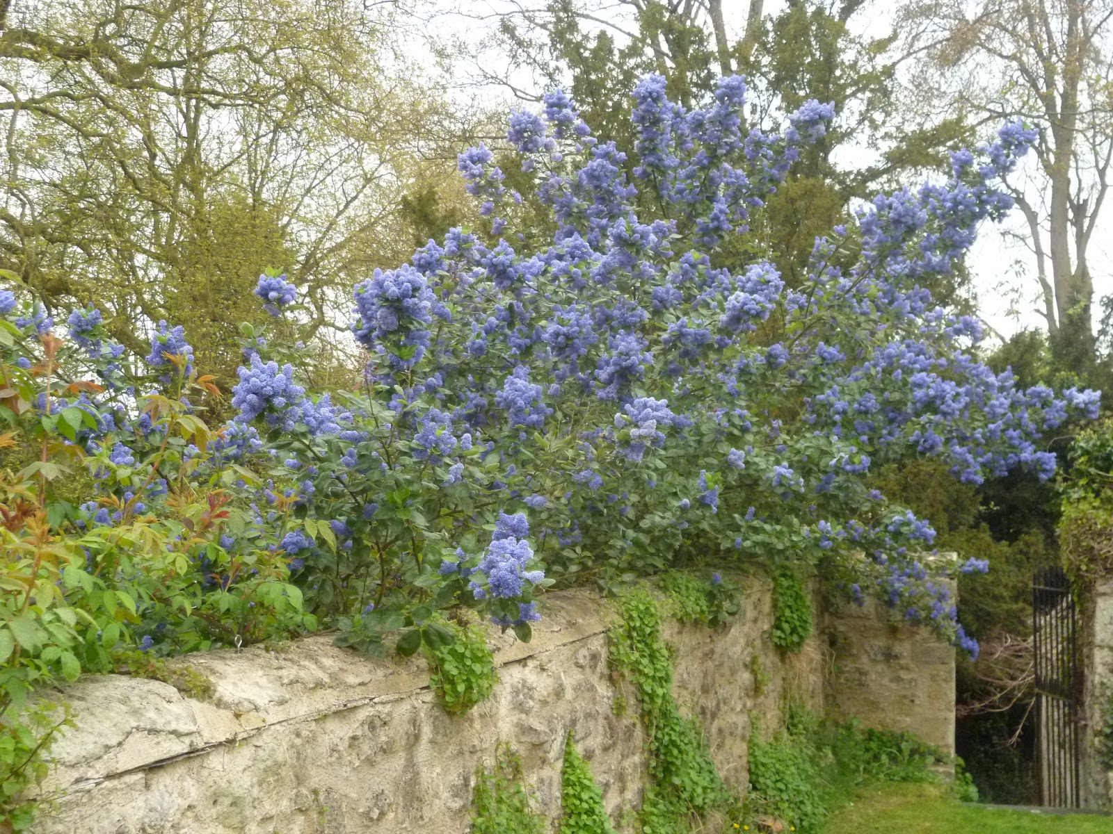 Worcester College Gardeners 2009-2018: Ceanothus arboreus 'Trewithen Blue'