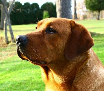 All Labrador Retrievers: All About the Red Labrador