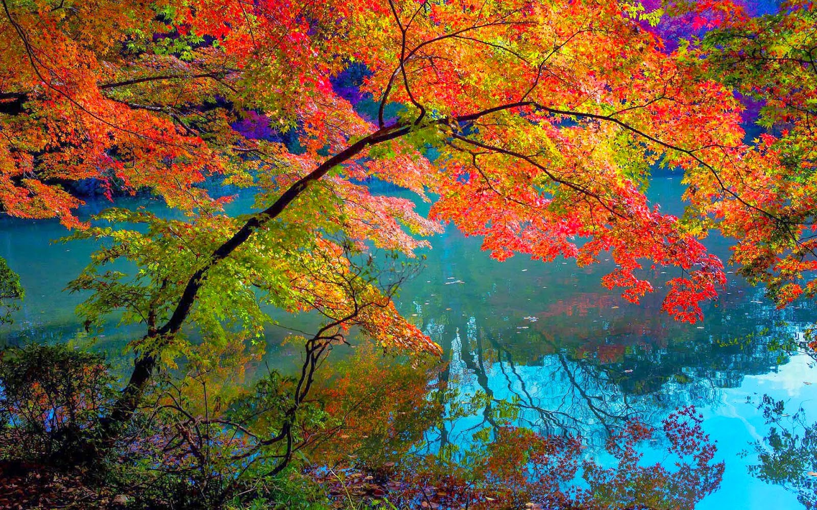 Mooie Hd Wallpaper Met