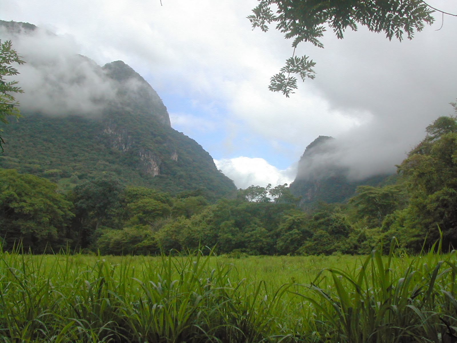 Brassavola Digbyana: Departamento de Olancho