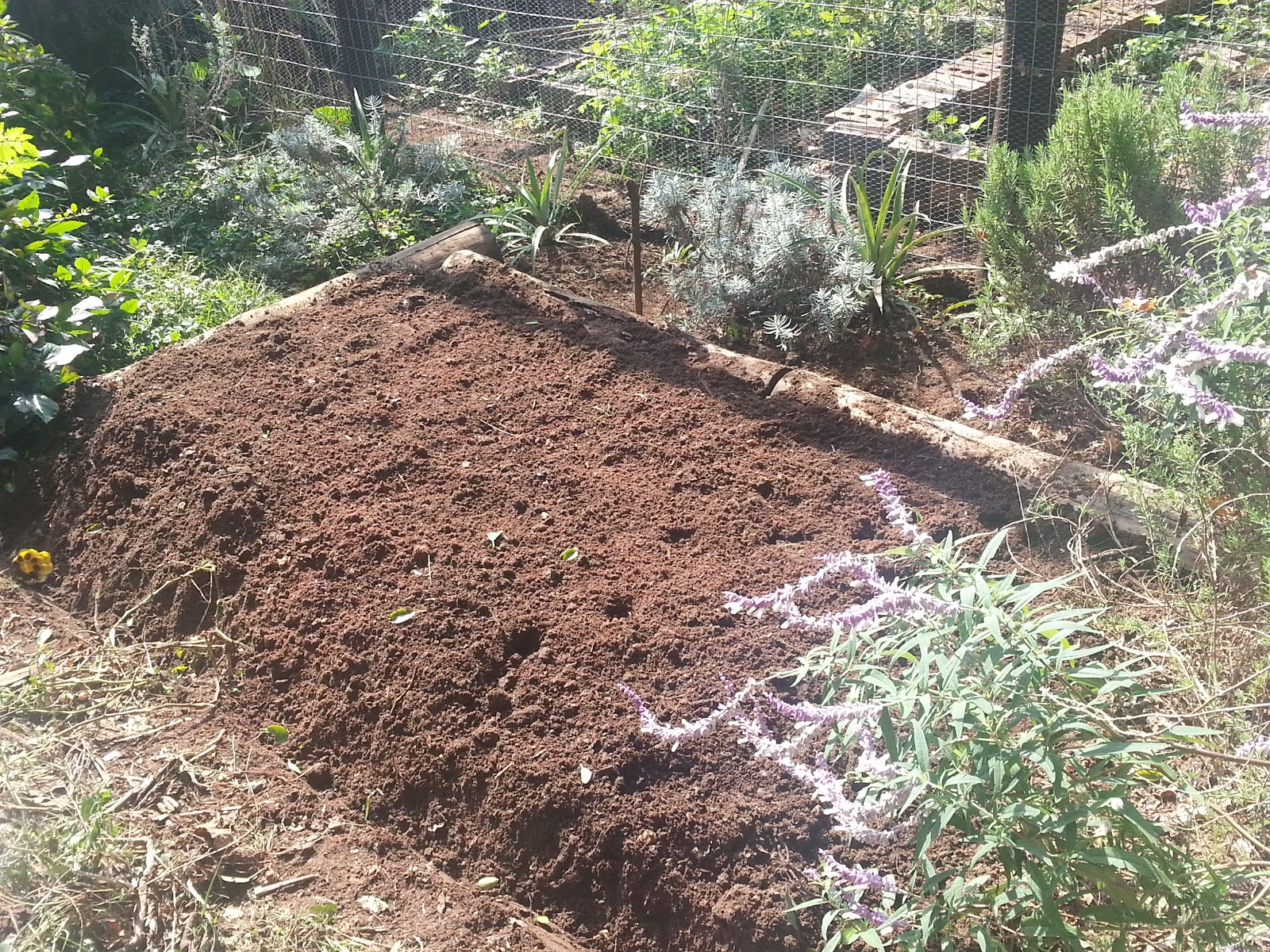 Amadumbe or Madumbis: a Traditional Harvest of Rural KwaZulu-Natal
