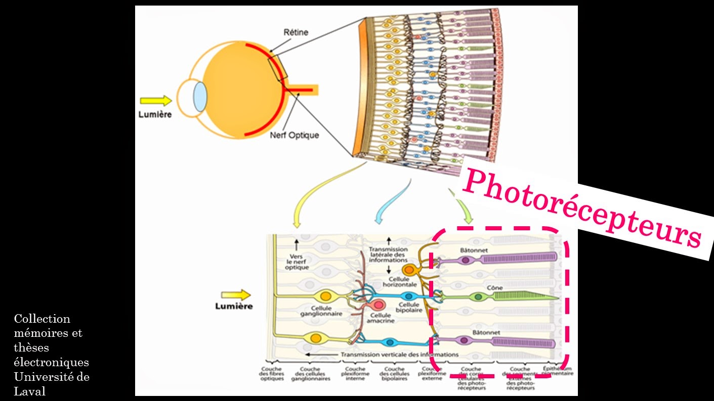 Le labo d'Anissa - SVT: Chapitre 1 : De l'oeil au cerveau (1ère ES-L).