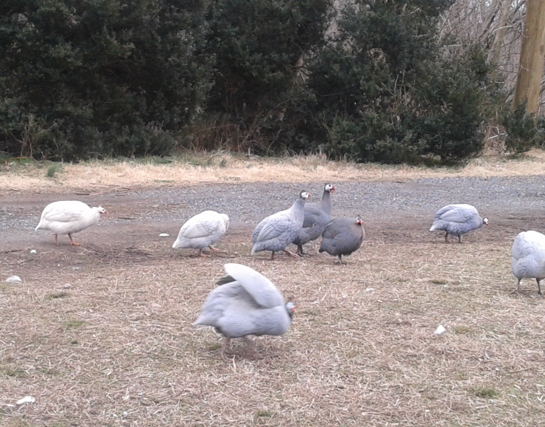 Razzberry Corner: Guinea fowl