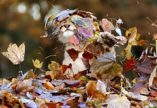 12 Animals Enjoying Fall Are Too Cute To Look At ~ tofsday