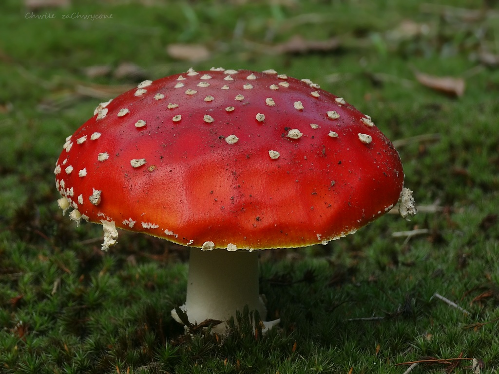 Chwile zaChwycone: Darz bór, muchomór!