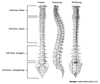 Rangka Tubuh Aksial dan Apendikular