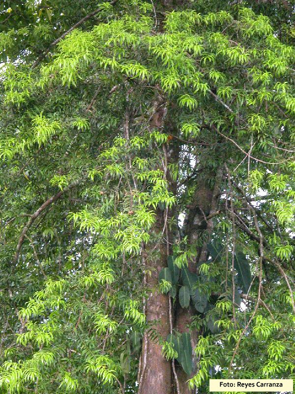 Cipresillo, pinotea, o pinillo