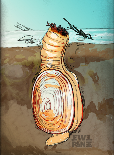 Jewel Renee Illustration: Geoduck Illustration