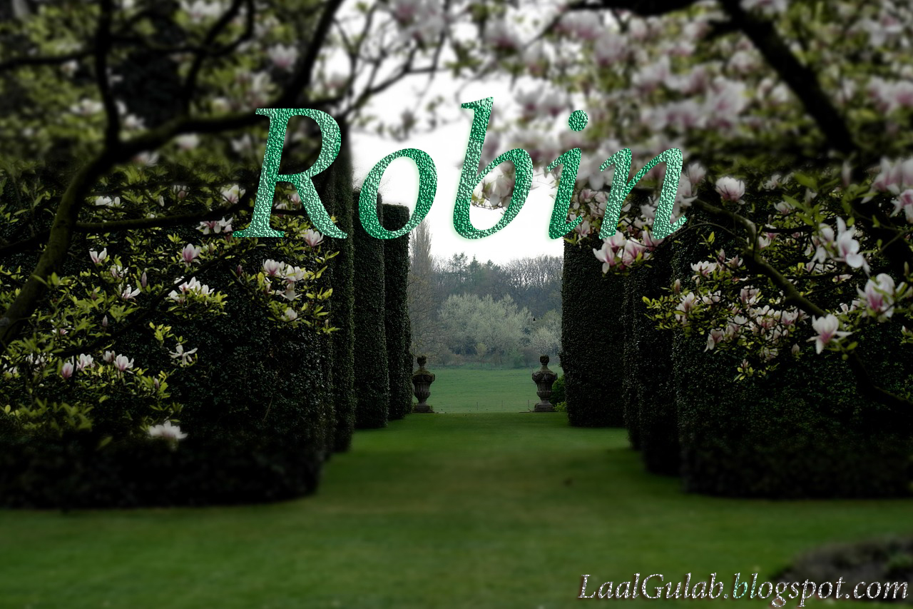 Robin Name Wallpapers Robin ~ Name Wallpaper Urdu Name Meaning Name ...