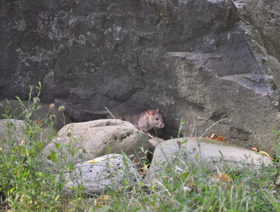 ZOOTOGRAFIANDO (6.100 ANIMALS): RATA COMÚN / BROWN RAT (Rattus norvegicus)