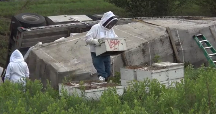 MEC&F Expert Engineers : a semi-truck carrying millions of honey bees ...
