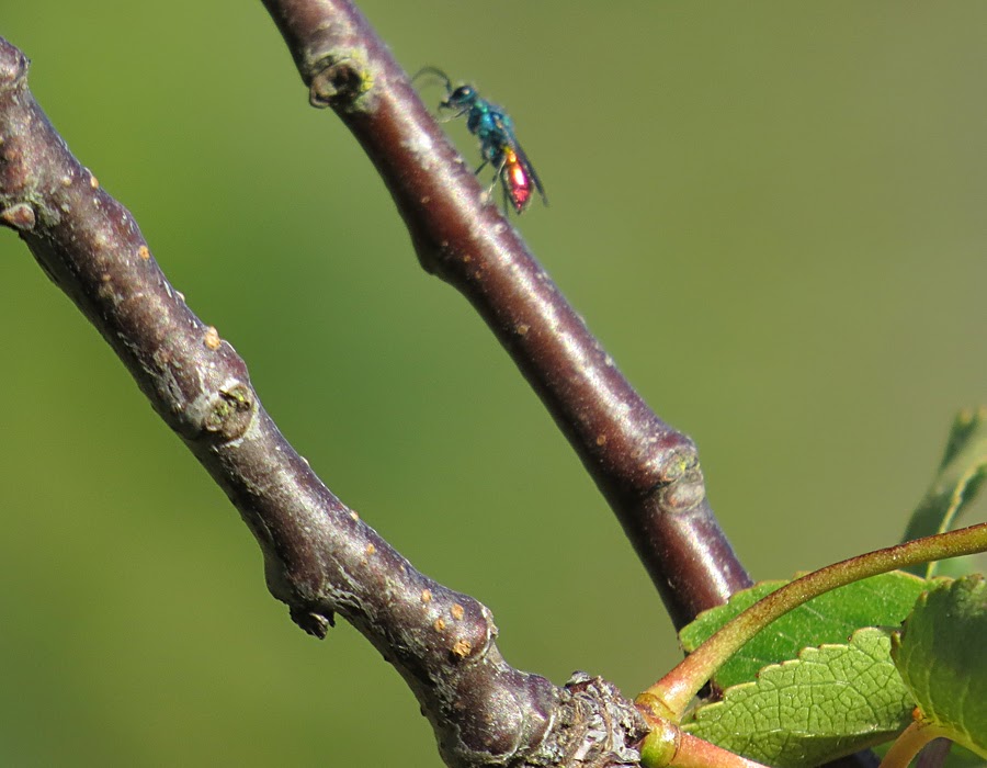Port and Wey: Portland Insects T-Z