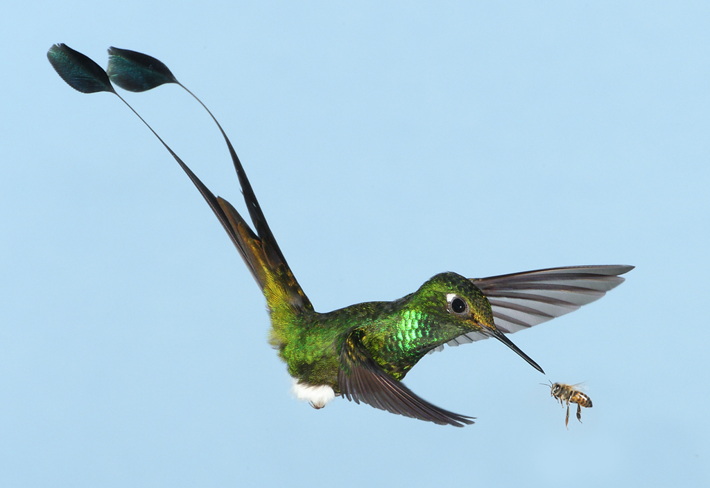 Top Flight Nature Photography: Hummingbirds of Ecuador (part 2)