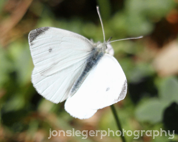 Northern Illinois Birder: Cabbage White Butterflies & Common Whitetail ...