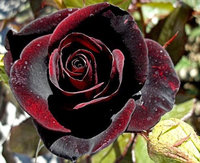 amudu: Beautiful Red & Black Roses