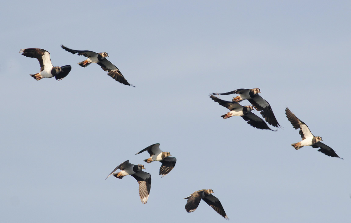 Another Bird Blog: Tuesday Morning Birding