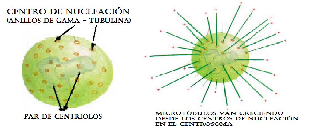 BIOLOGÍA nivel enseñanza media : CENTROSOMA